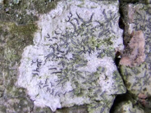 Lichen Basics - North American Mycological Association