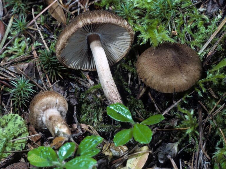 Mushroom Poisoning Syndromes - North American Mycological Association