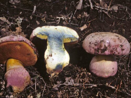 Mushroom Poisoning Syndromes - North American Mycological Association