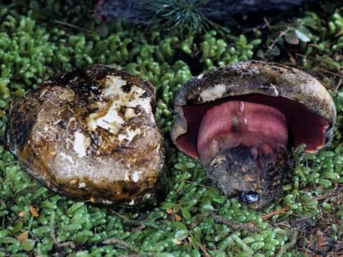 Mushroom Poisoning Syndromes - North American Mycological Association