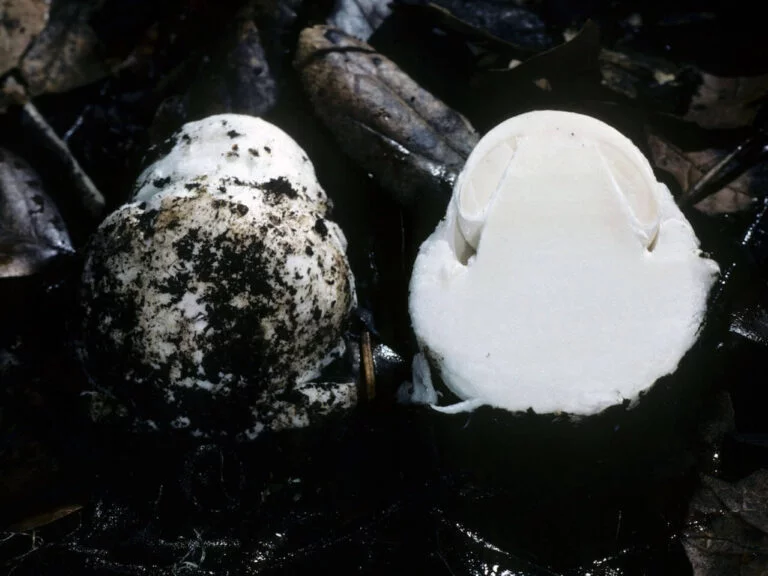 Mushroom Poisoning Syndromes - North American Mycological Association