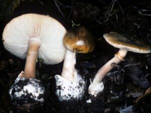 Mushroom Poisoning Syndromes - North American Mycological Association