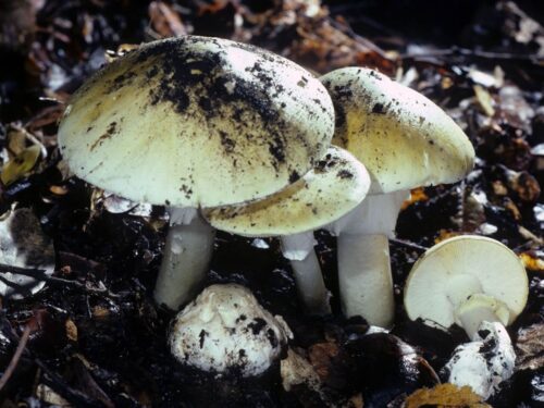 Mushroom Poisoning Syndromes - North American Mycological Association
